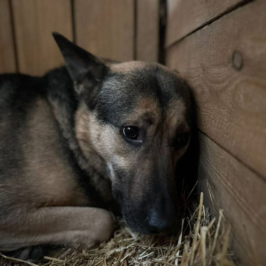 Сникерс ищет маму