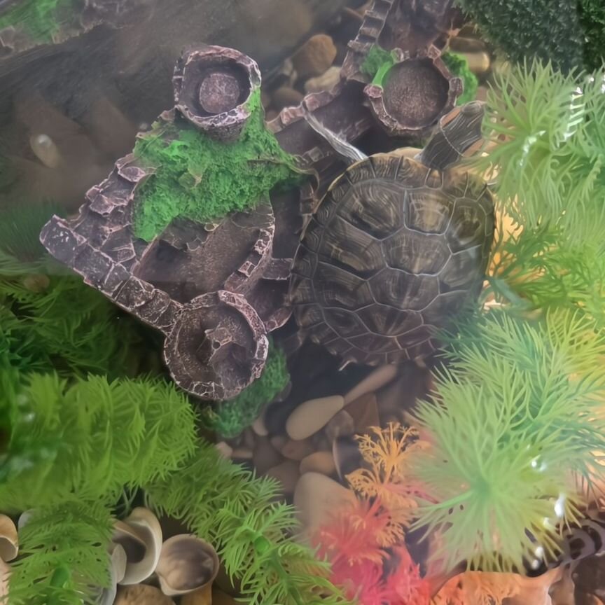 Красноухая черепаха