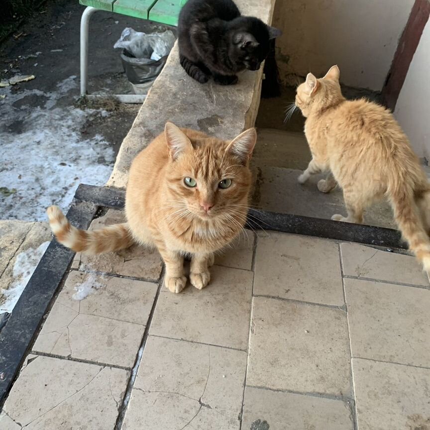 Котик ищет дом