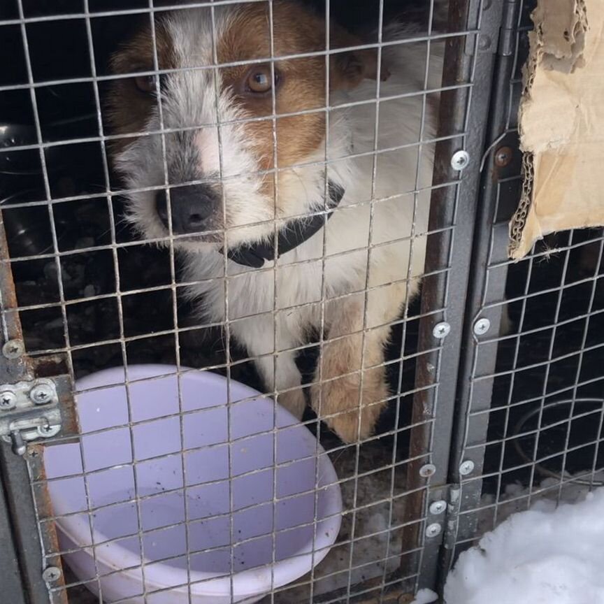 Джек рассел в добрые руки