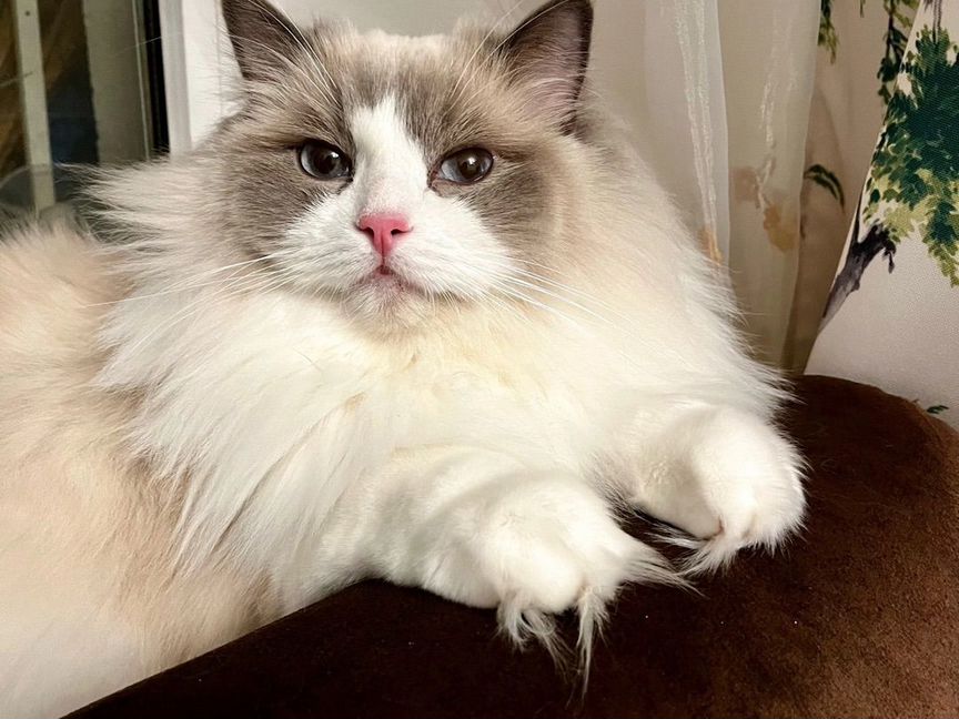 Кошки рэгдолл