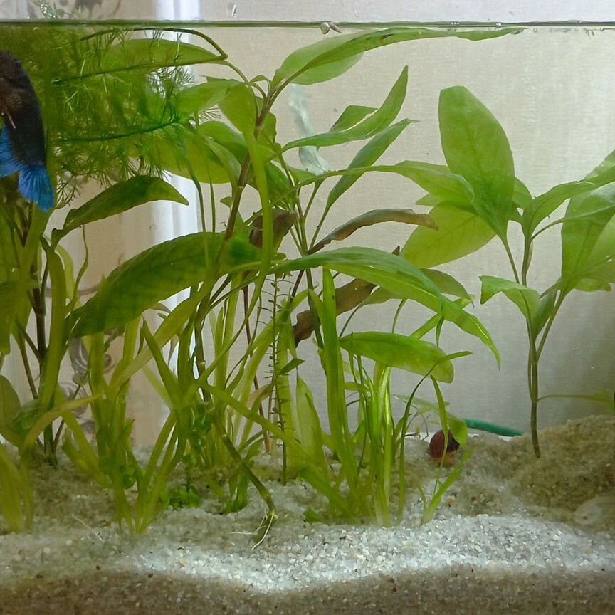 Аквариумные растения