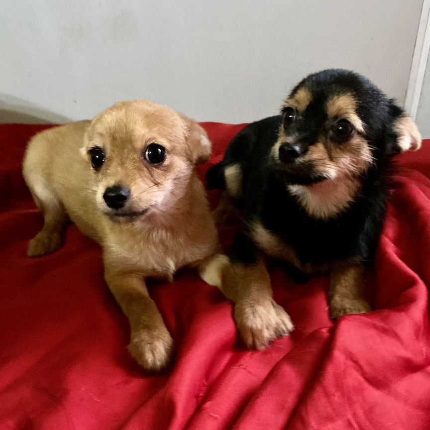 Щенок в добрые руки