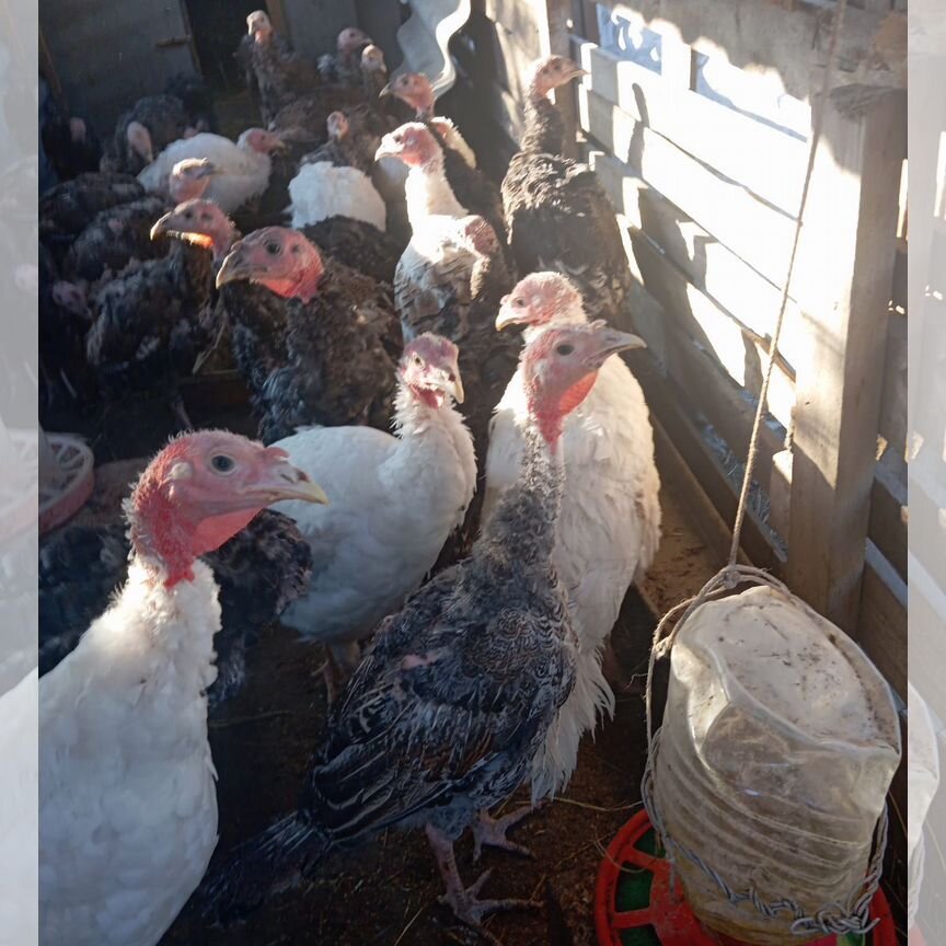 Индюки на племя