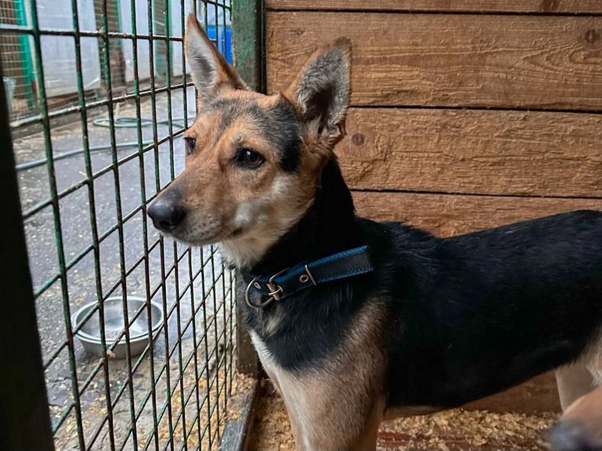 Молодая активная океан любви собака бесплатно