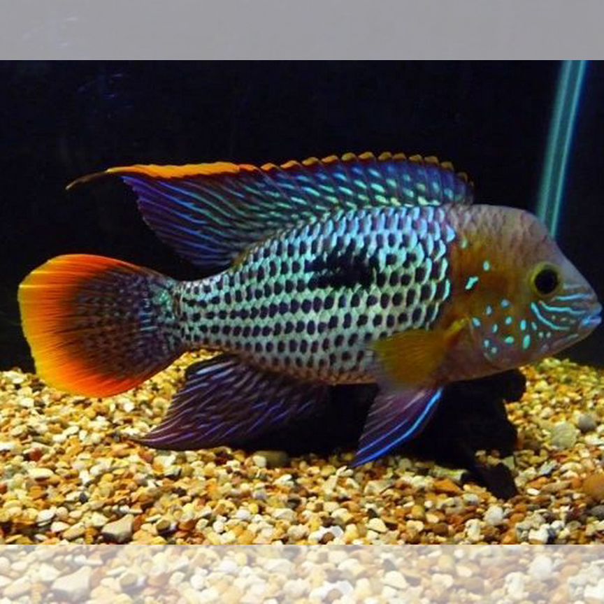 Акара бирюзовая