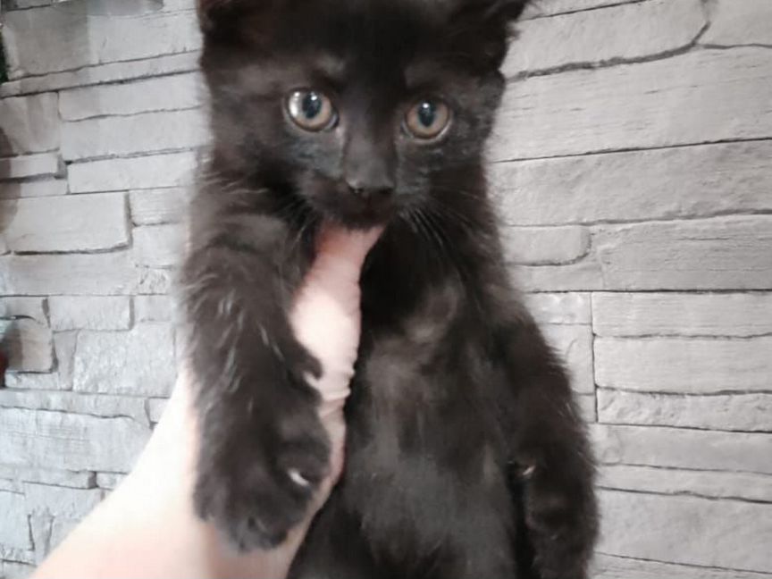 Кошки