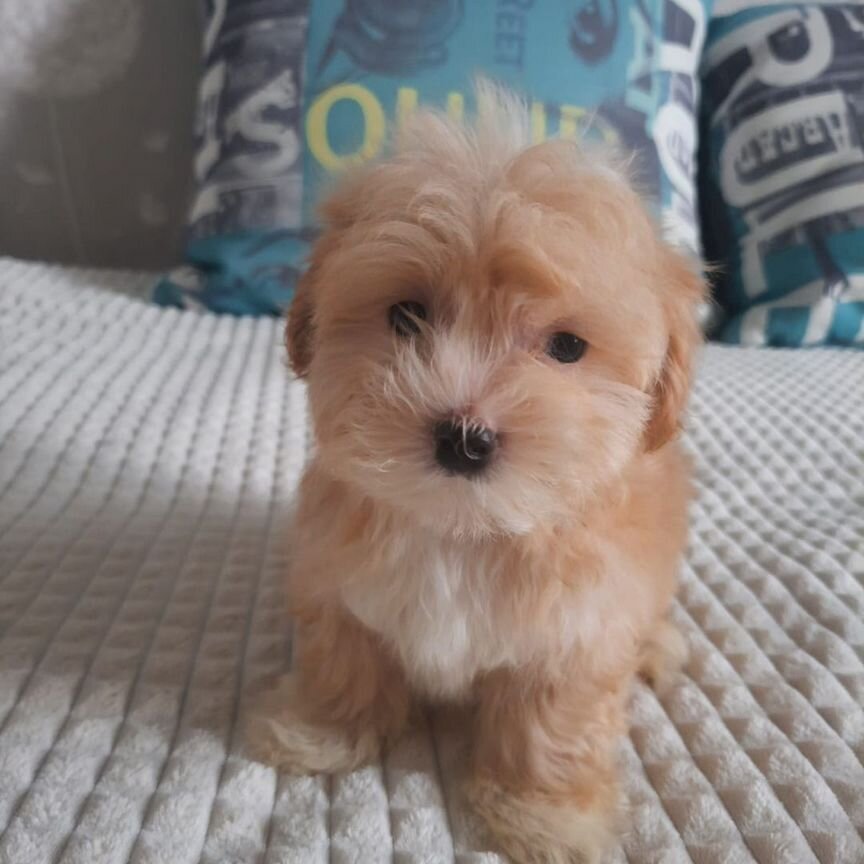 Мальтийская болонка