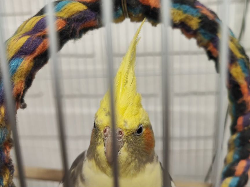 Попугай корелла