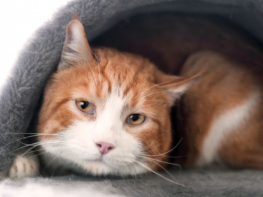 Рыжий кот Орион в добрые руки