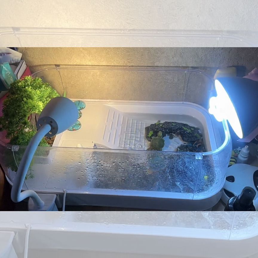 Аквариум для черепах 4 литра