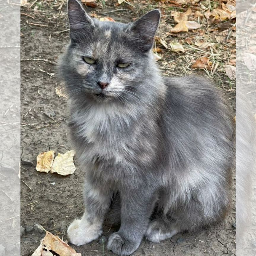 Кошки