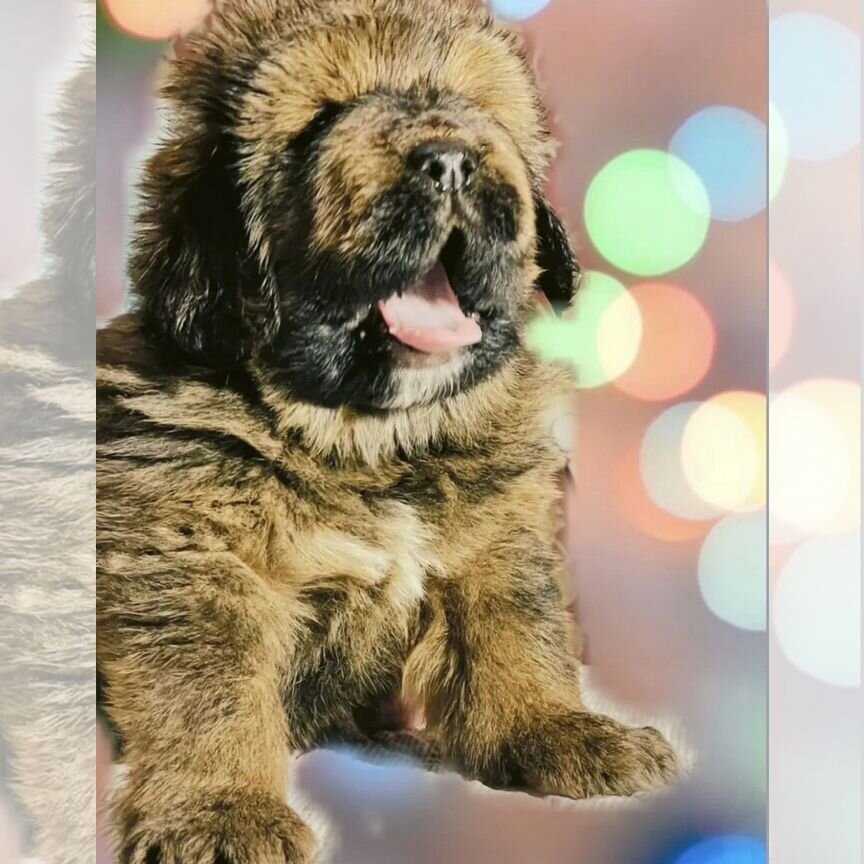 Тибетский мастиф, щенок