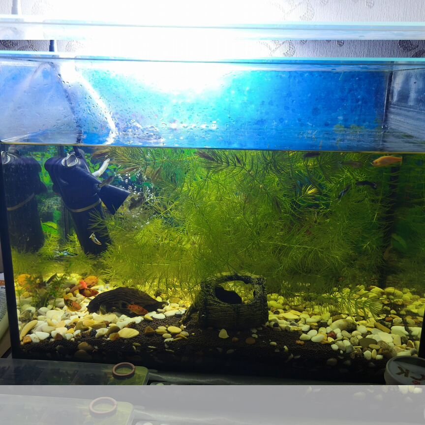 Продам аквариум с рыбками
