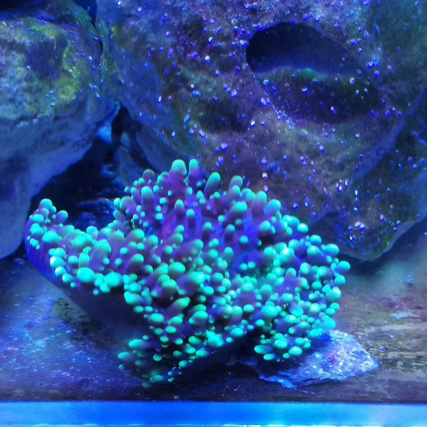 Коралл родаксис зелёный