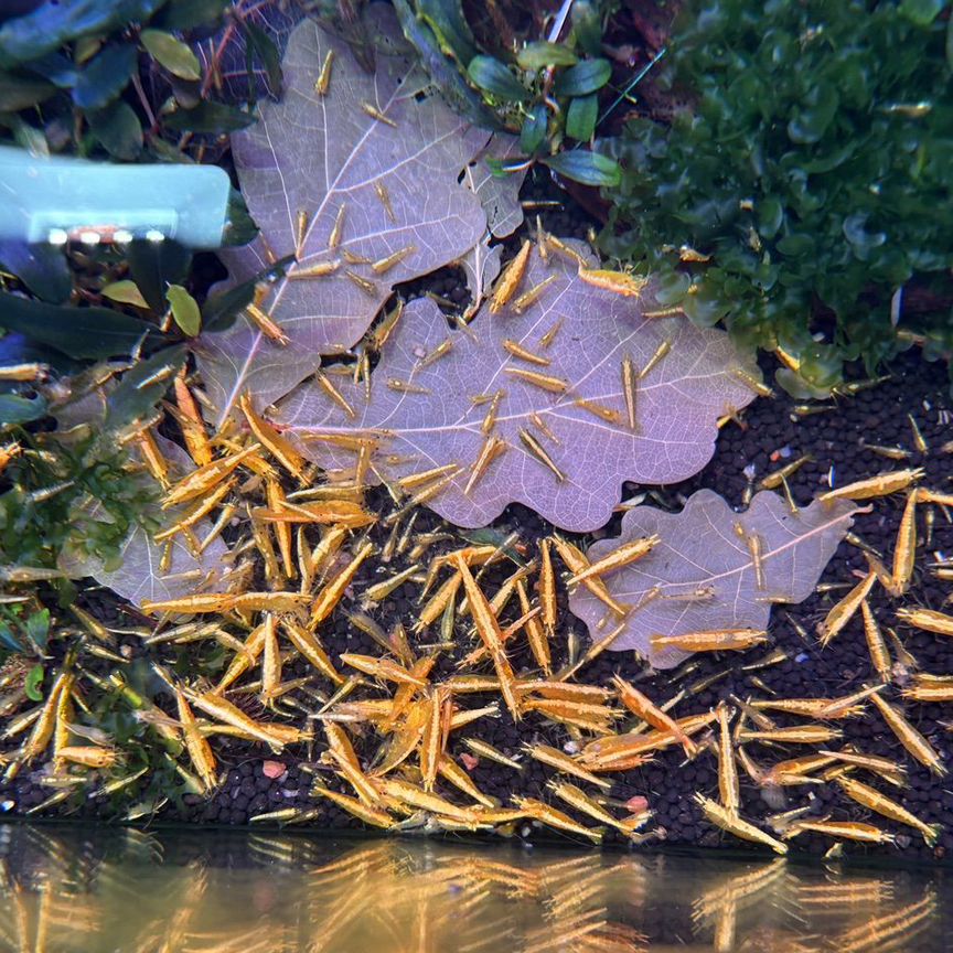 Аквариумные креветки разноцветные