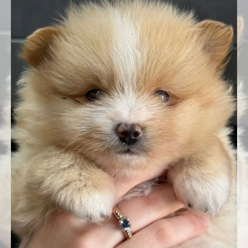 Померанский шпиц, щенок