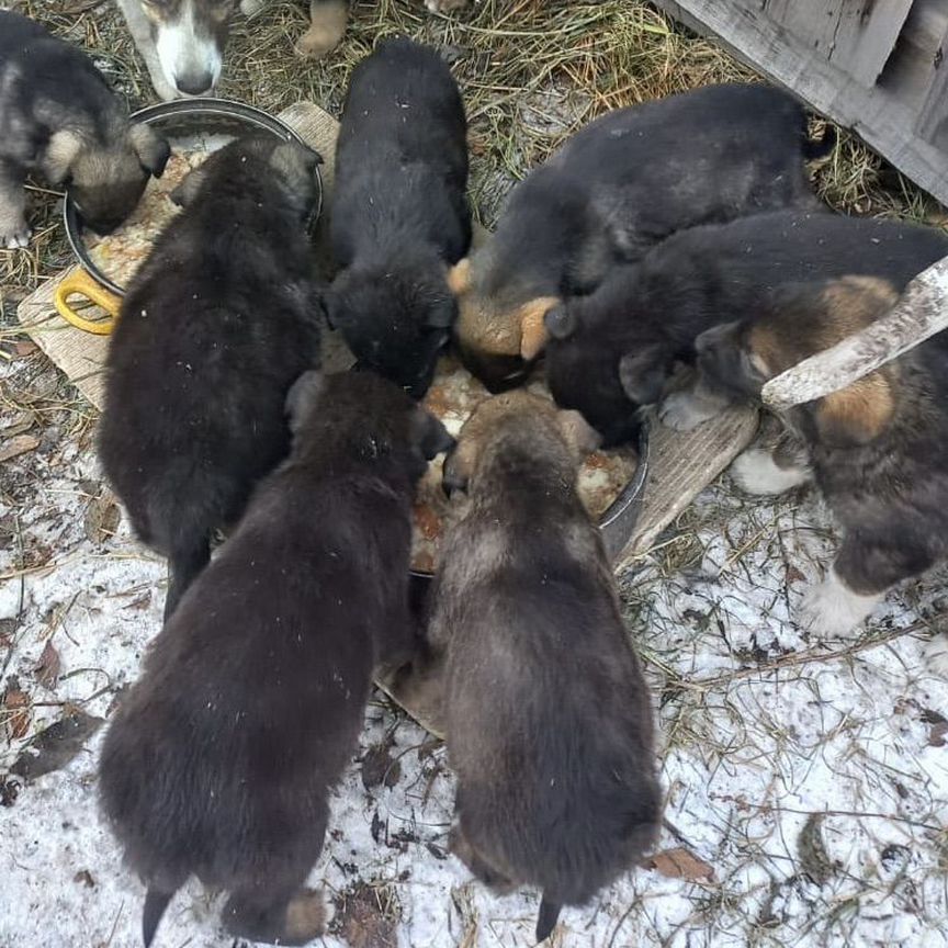 Щенок в добрые руки