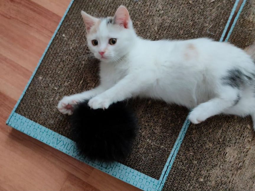 Котёнок Моника