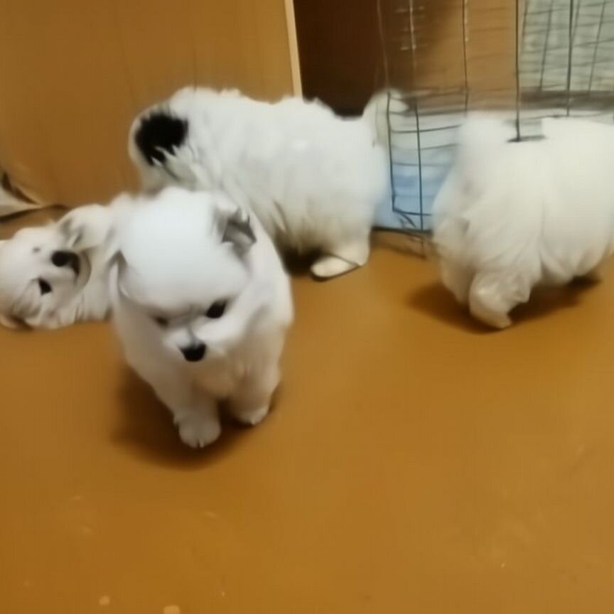 Померанский шпиц, щенок