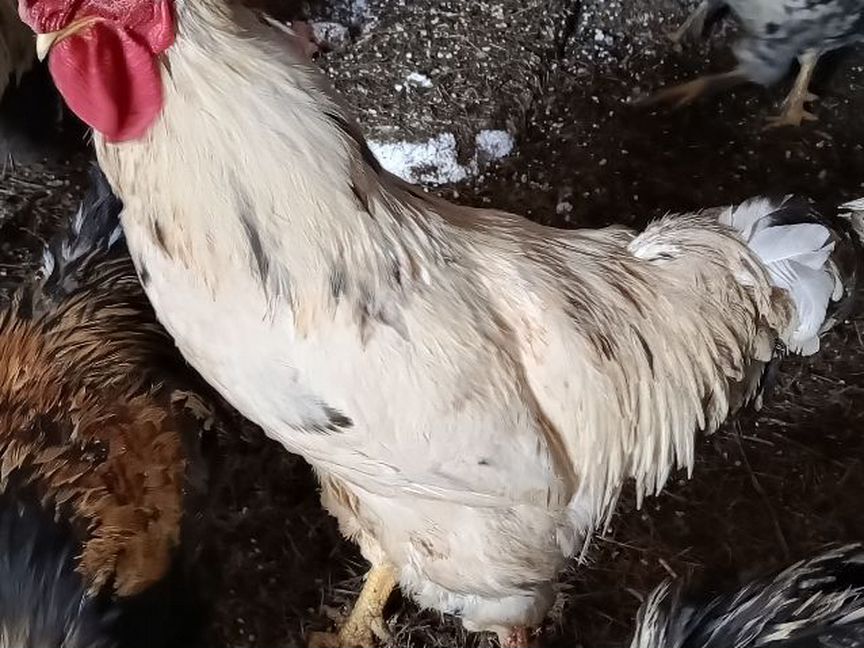 Продам петуха