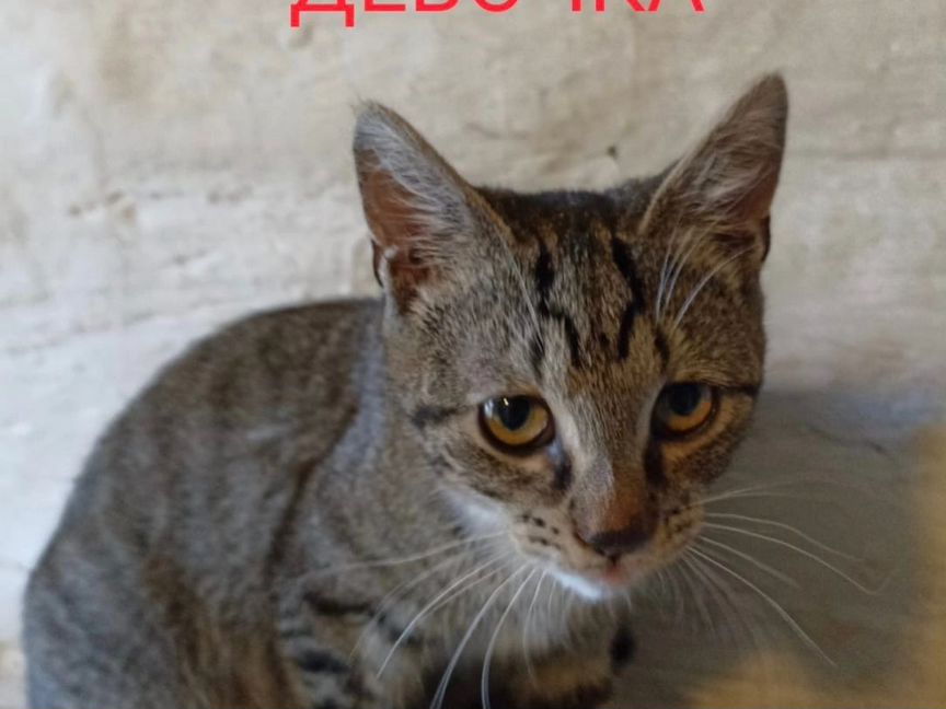 Котята в добрые руки бесплатно