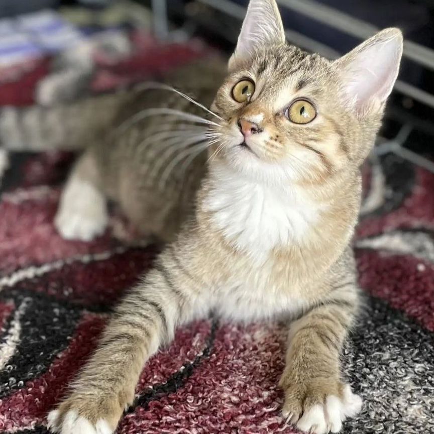 Котёнок в добрые руки