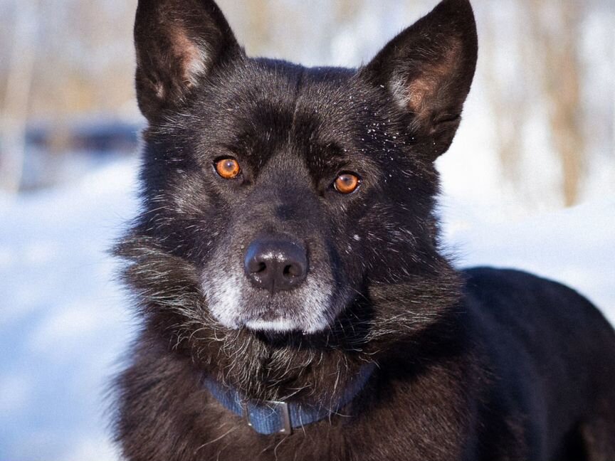 Супер -пёс в поисках дома Собака в добрые руки