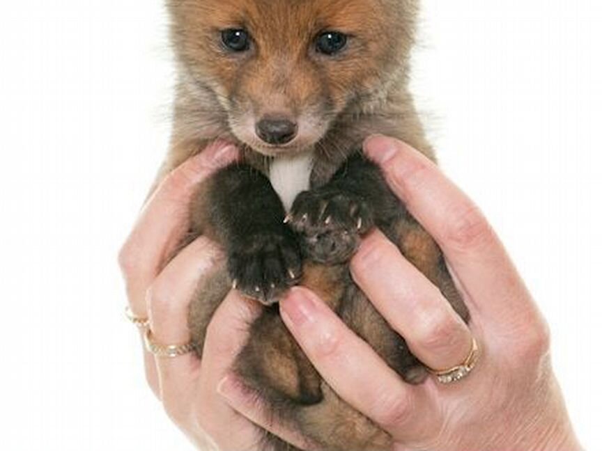 Пушные щенки