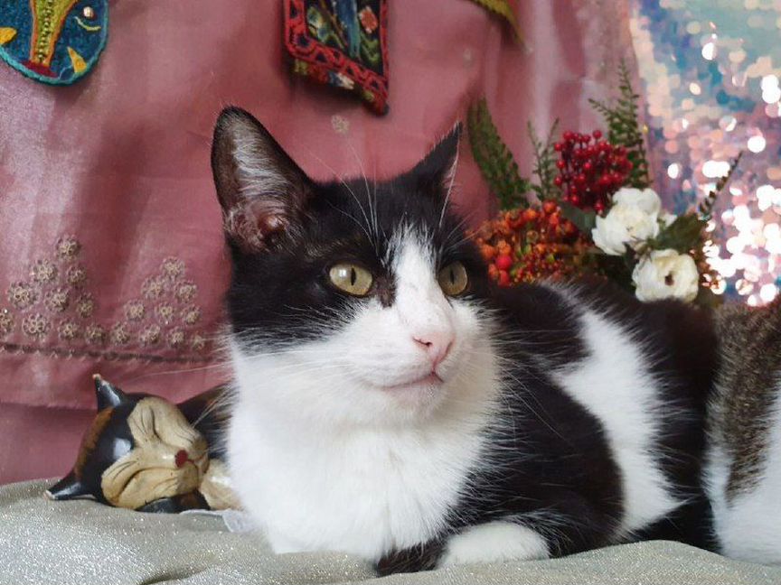 Котик Шустрик и кошечка в самом расцвете сил
