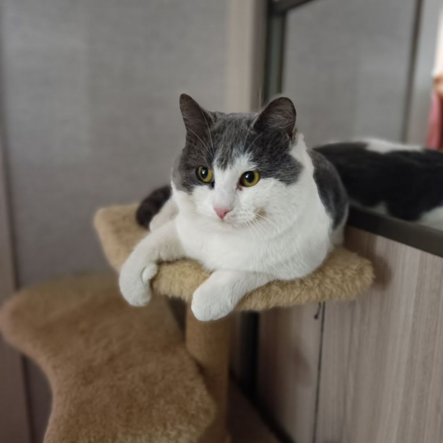 Кот в добрые руки