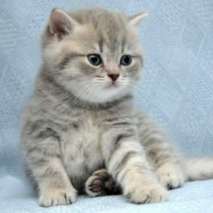 Плюшевые медвежата) окрас Табби