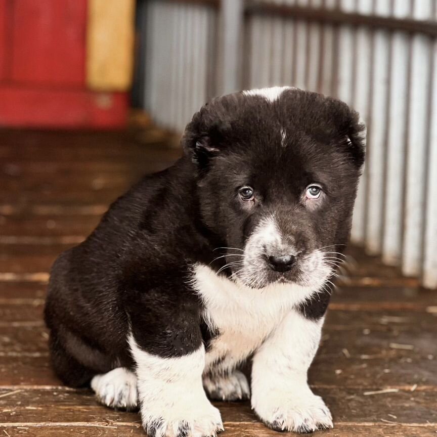 Черный принц