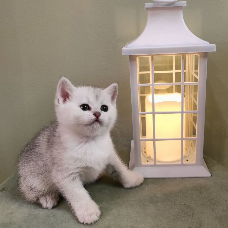 Котенок серебристая шиншилла