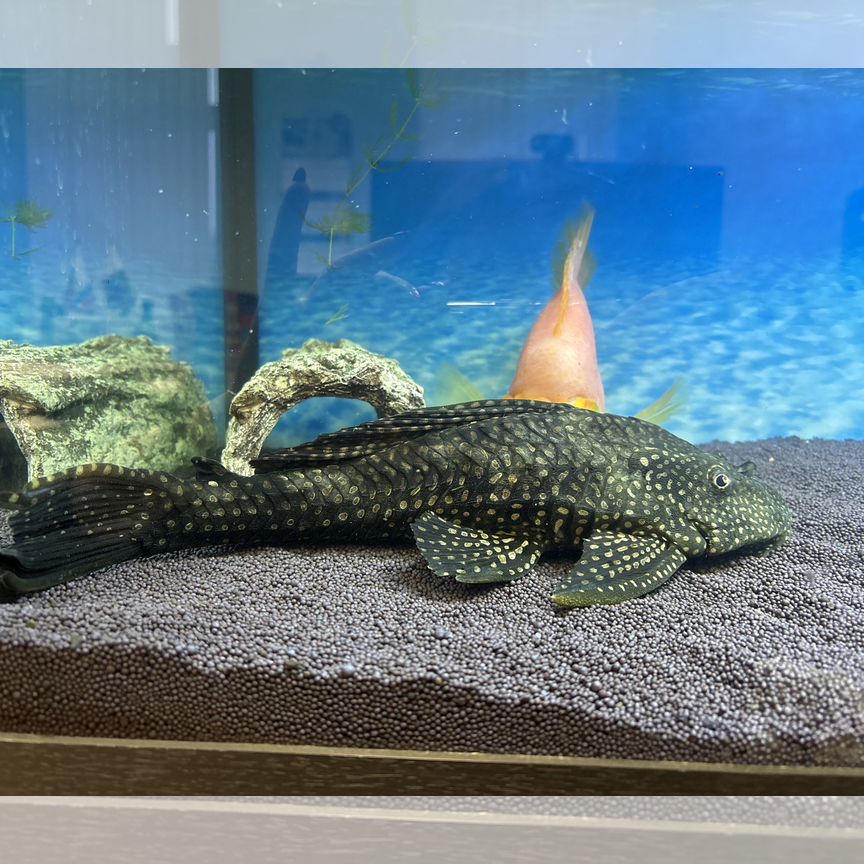 Анциструс. Попугай