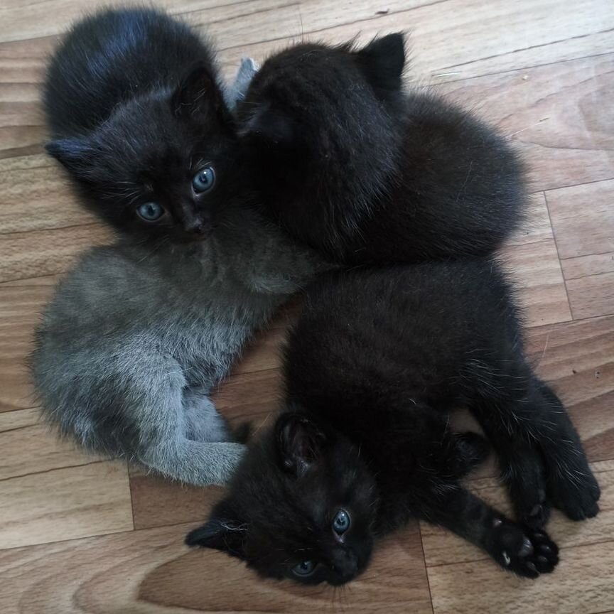 Котята в добрые руки