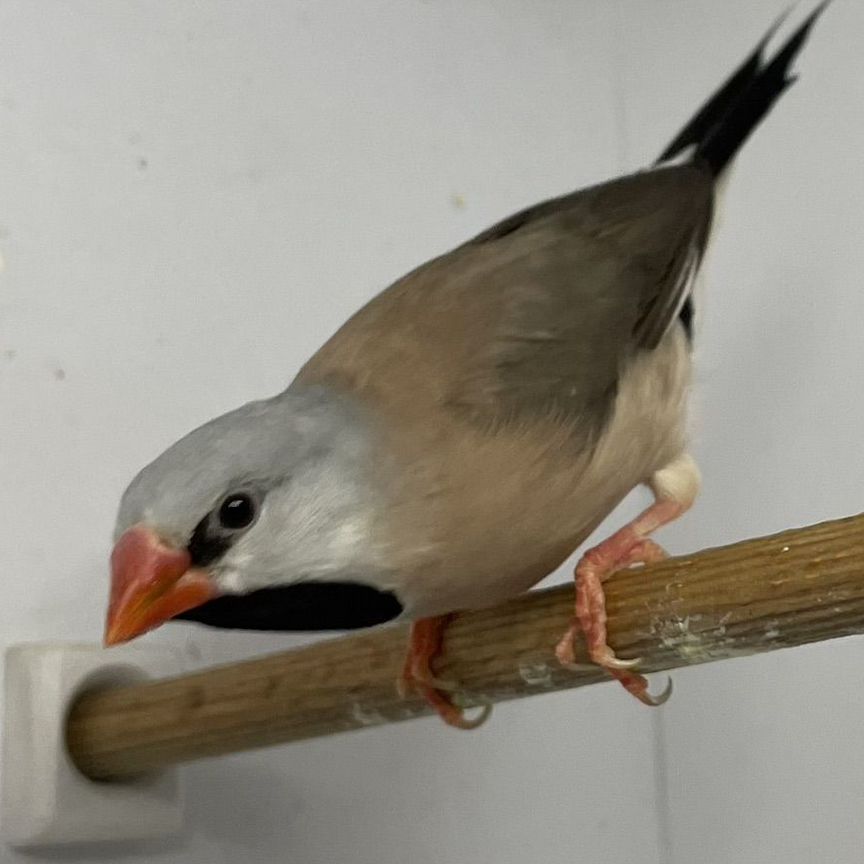 Острохвостая амадина самка