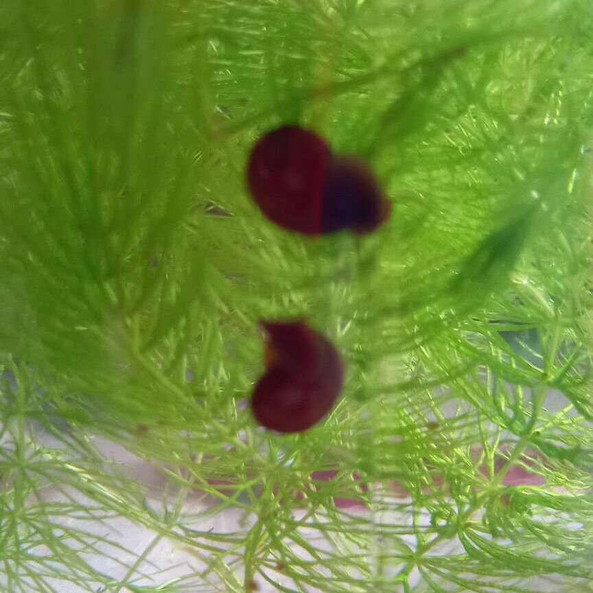 Улитки аквариумные