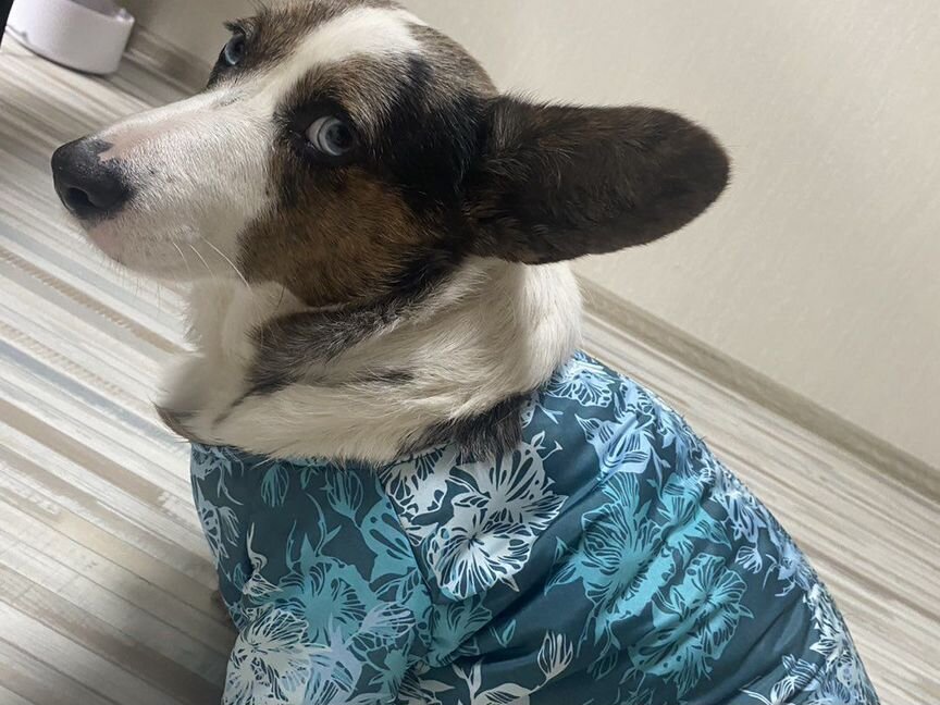 Кобинезоны/ жилетки для собак