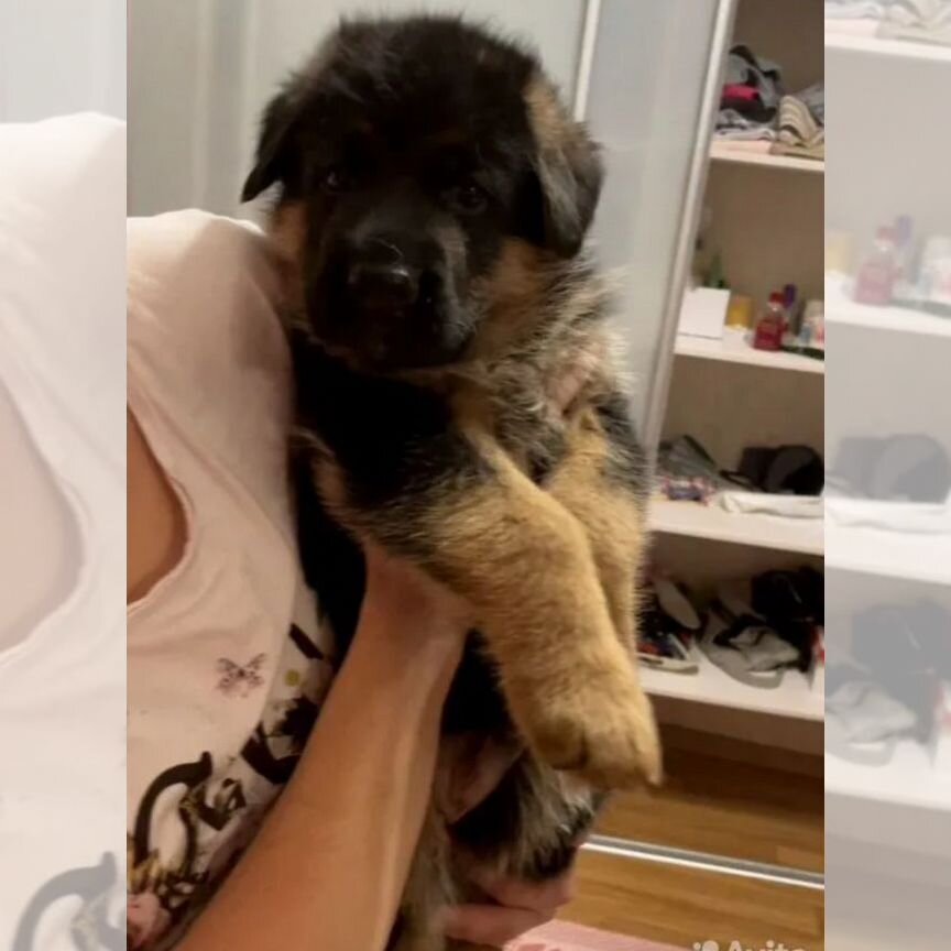 Немецкая овчарка, щенок