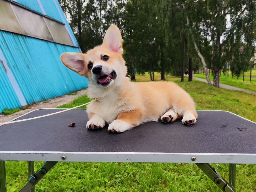 Собаки щенки корги