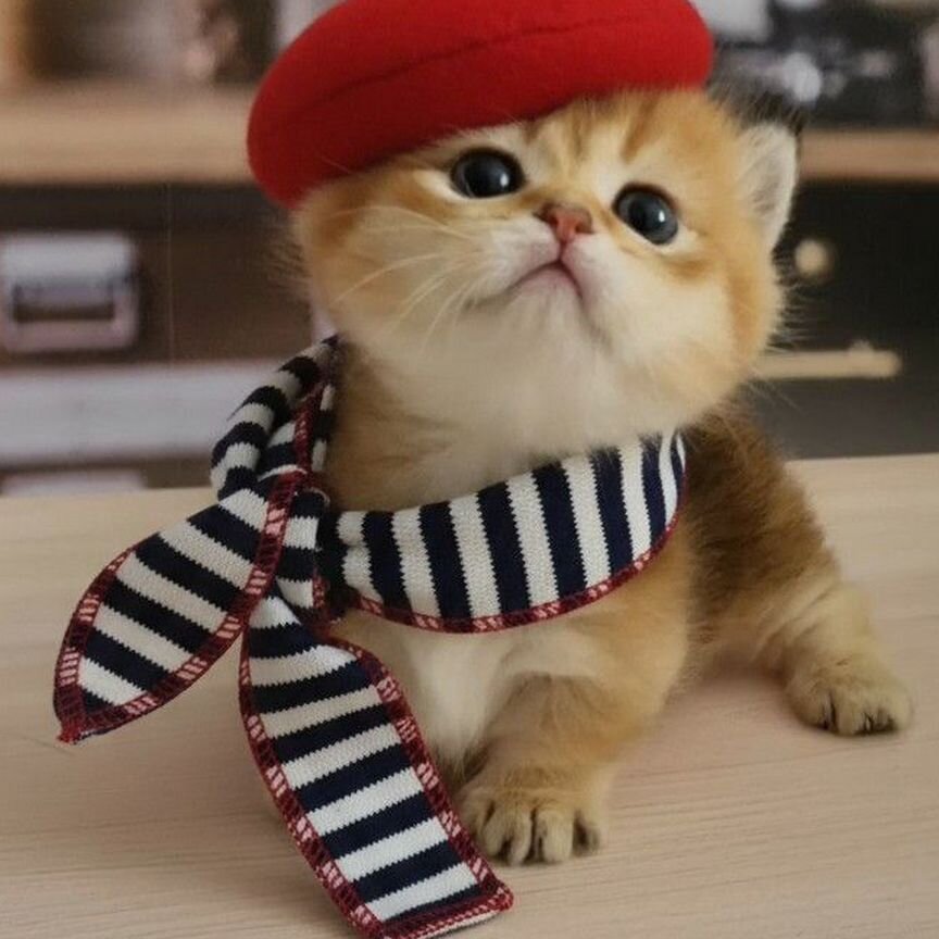 Манчкин котёнок