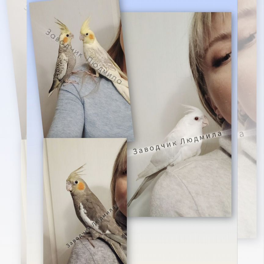 Попугай от заводчика Корелла Птенец Выкормыш