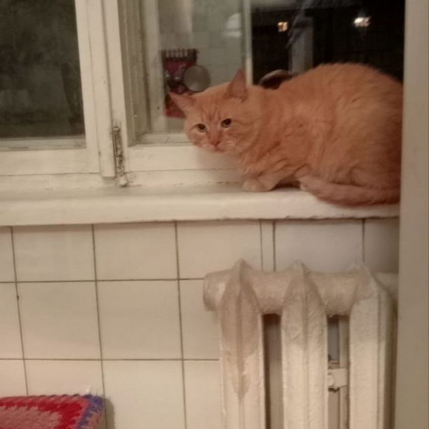 Пристраивается в добрые руки