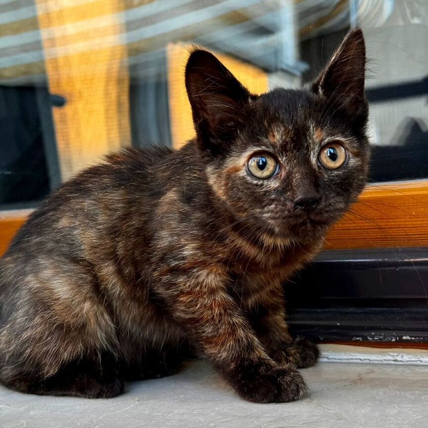 Котенок в дорые руки