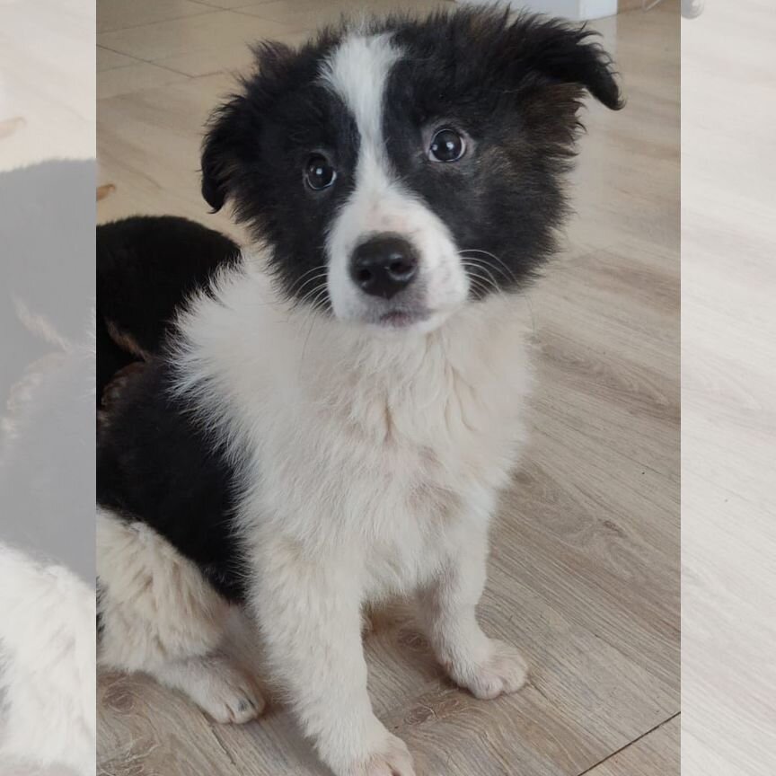 Щенок в добрые руки