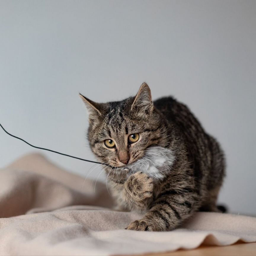 Кошка в дар