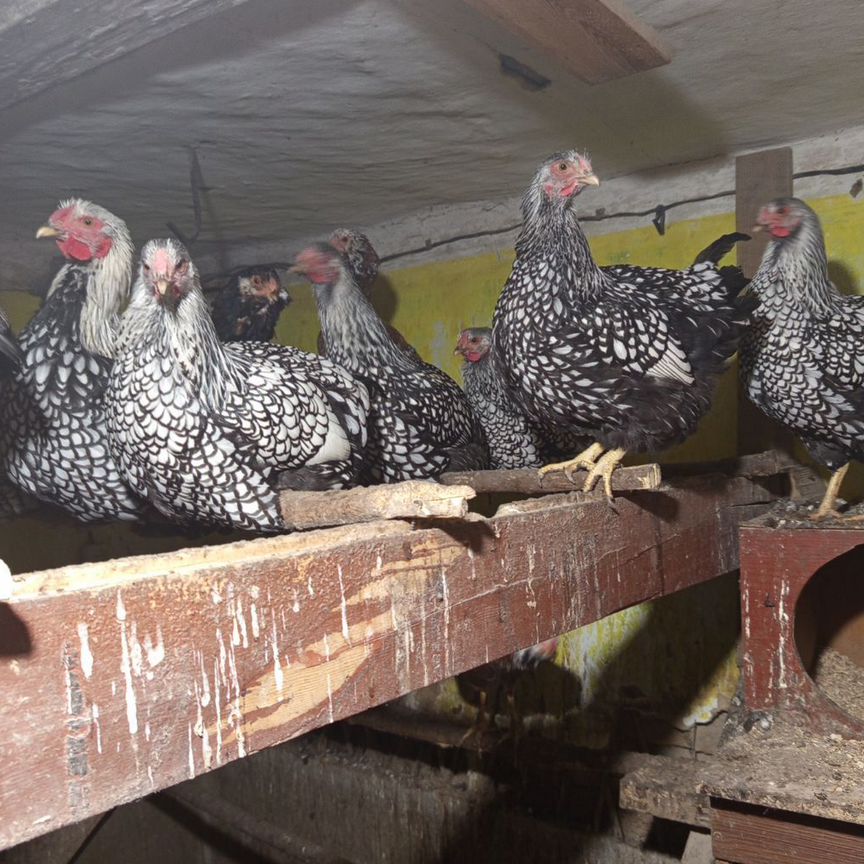 Молодые петухи породы Виандот