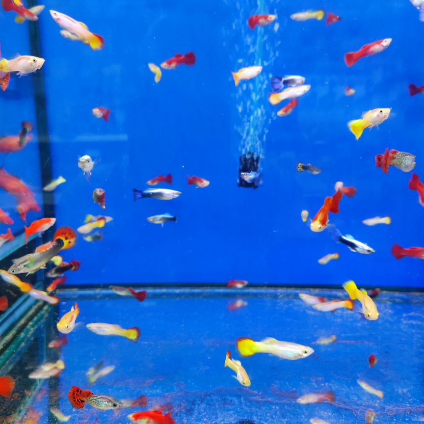 Аквариумные рыбки гуппи