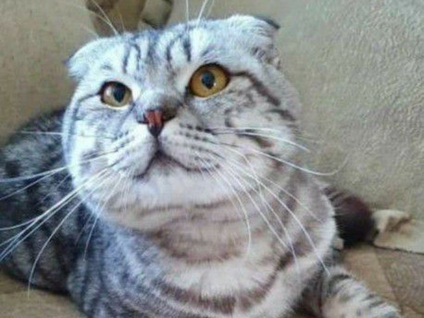Коту инвалиду тяжело жить в приюте